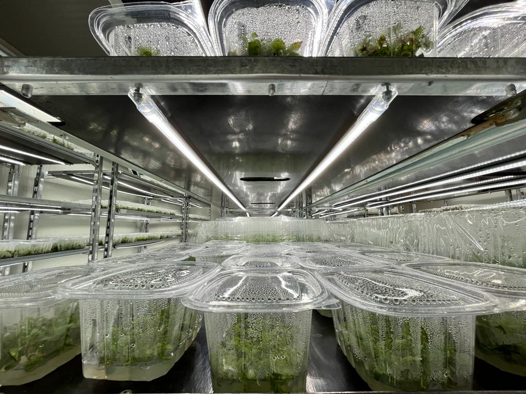 DC trolley with led lights kit for GERMINATION AND GRAFTING, Led Kit ...