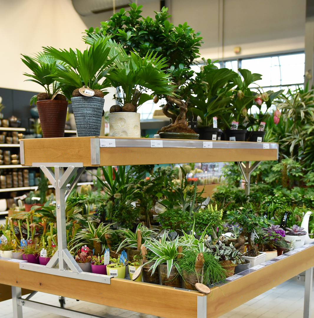 Bancale Rialzato Linea Legno AMOR